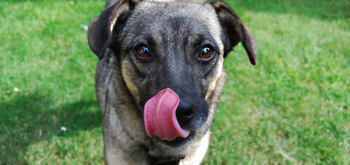 Das Welpenfutter 1x1 – wie finde ich das richtige Futter für meinen Welpen?